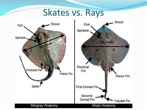 Ppt Class Chondrichthyes Powerpoint Presentation Free Download Id
