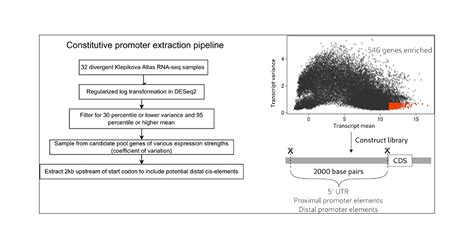 A Suite Of Constitutive Promoters For Tuning Gene Expression In Plants Acs Synthetic Biology