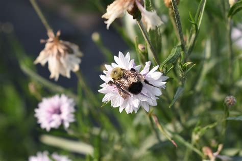Beauty On The Farm Hudson Valley Farm Hub