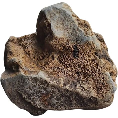 How To Tell If A Rock Has Fossil Inside