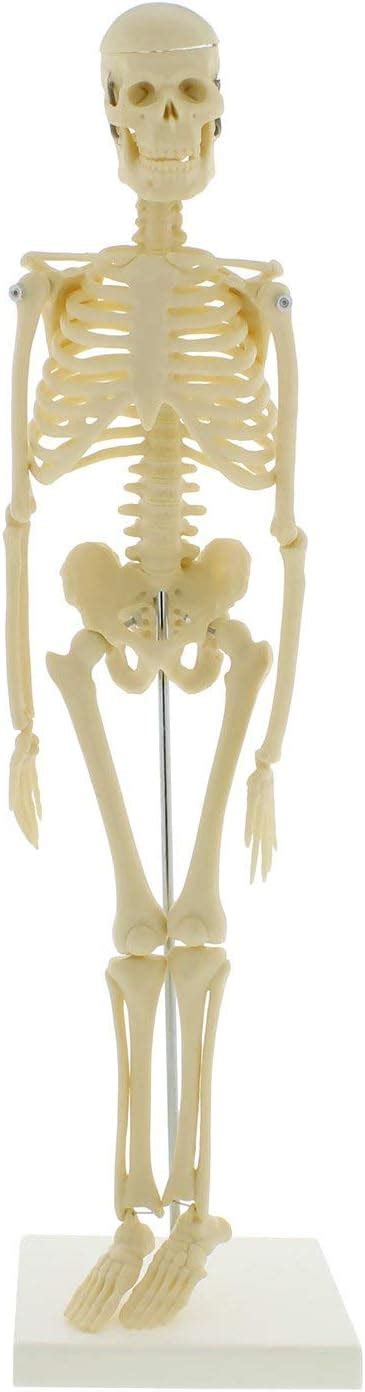 Mini Esqueleto 17in Modelo de Esqueleto Humano para anatomía Esqueleto