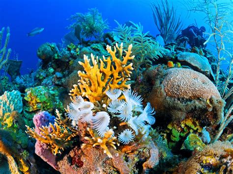 Stunning Coral Reef Pictures Dive Into The Beauty