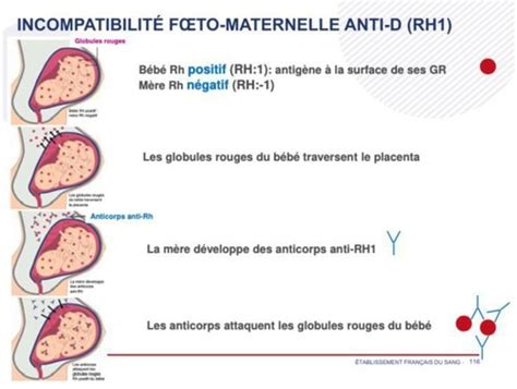 Cm 3 Le Globule Rouge Et Lhémoglobine Cartes Quizlet