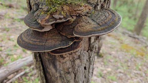 Tree Shelf Fungus Stock Photo Image Of Tree Timber