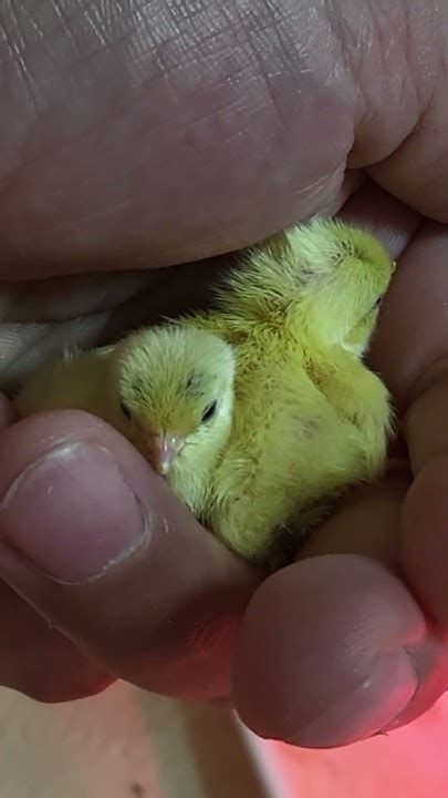 미니메추리 병아리 하품 Youtube