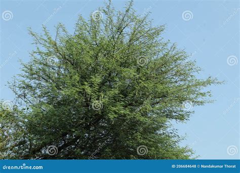 Babool Tree Known As Gum Arabic Tree Babul Thorn Mimosa Vachellia Nilotica Satara Stock