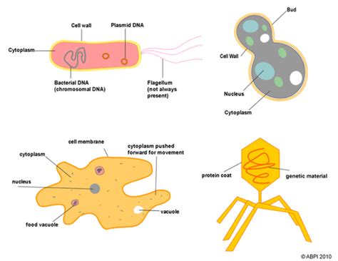 Microbes Diagram Teaching Resources