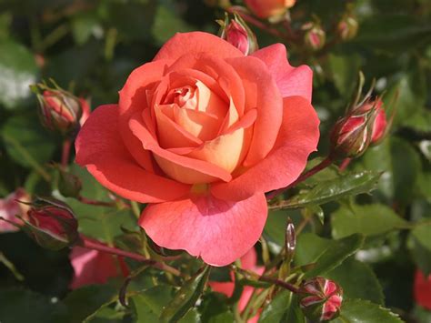 Beetrose 'Sommersonne' ® - Rosa 'Sommersonne' ® ADR-Rose - Baumschule ...