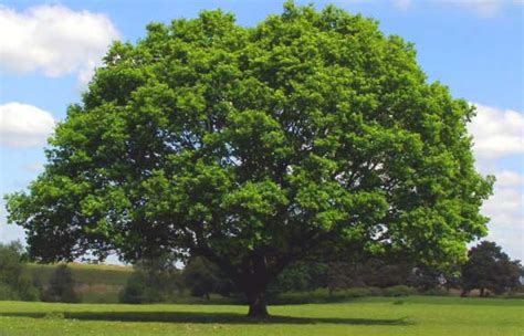 Trees Types Structure Facts And Environmental Impact