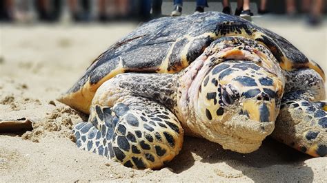 Sea Life 부산아쿠아리움 세계 거북이의 날 맞아 바다거북 일광욕 진행
