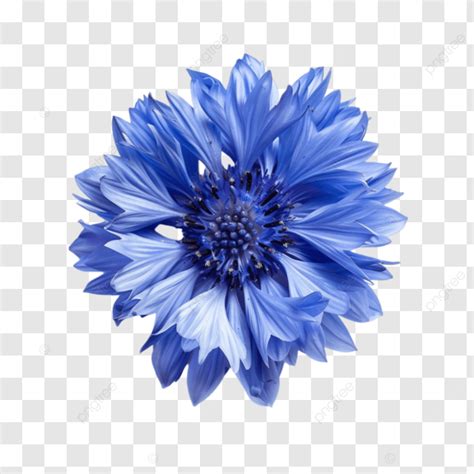 A Blue Cornflower Blue Wildflower Cornflower Varieties Cornflower
