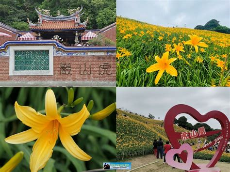 彰化｜虎山巖金針花：滿山齊放的金黃花海，齊力怒放的溫馨浪漫！ 輕旅行