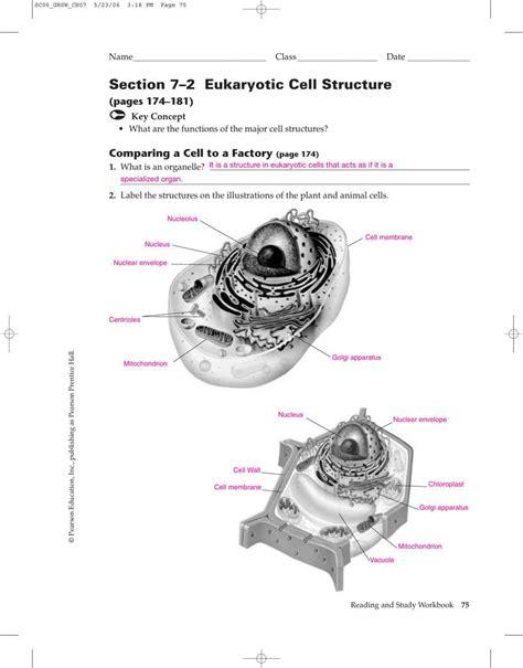 7 2 Cell Structure Worksheet Answer Key Biology — Db