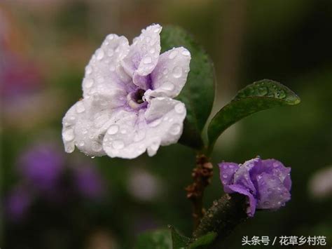 鴛鴦茉莉的種植與養護 每日頭條