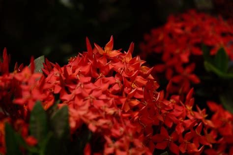 공장에 어두운 배경에서 아름 다운 붉은 아이 소라 꽃의 무리 0명에 대한 스톡 사진 및 기타 이미지 0명 개화기 관목