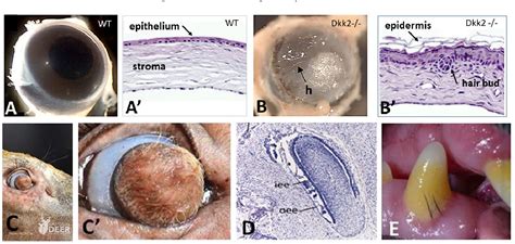 Figure 1 From Evo Devo Of The Vertebrates Integument Semantic Scholar