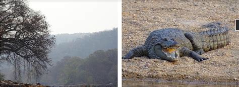 The Cauvery Wildlife Sanctuary Is A Forest To Fight For