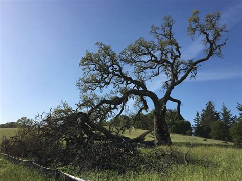 Tree Bisect And Reconnect X Trees Tree Bisect And Reconnect X Trees