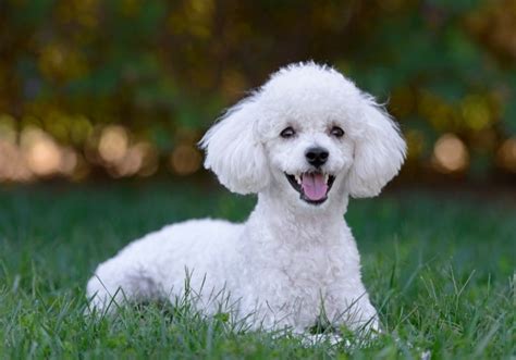 30 Small Fluffy Dog Breeds That Are Adorably Cute Puplore