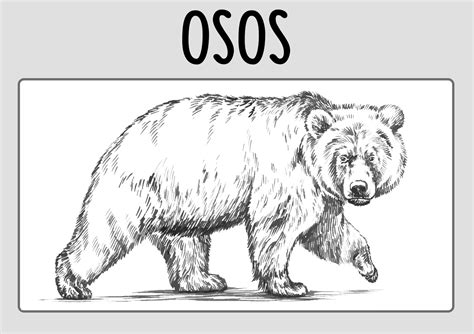 Dibujitos Osos Para Colorear