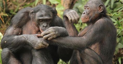 Make Up Sex Helps Our Ape Cousins Resolve Their Issues Too