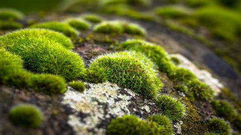 Best Way To Kill Moss In Lawn How To Get Rid Of Moss Without Killing
