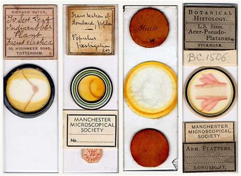 Microscope Slide Microscope Slides Biology Art Labels