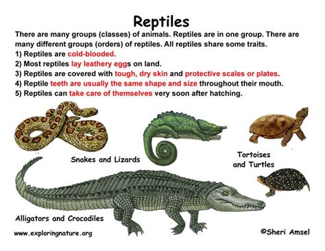 Amphibians Reptiles Reptiles Facts