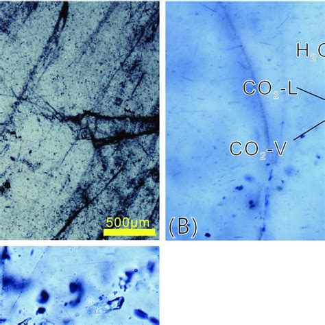 Photomicrographs Of Vertically Cut Oriented Thin Sections Showing The Download Scientific
