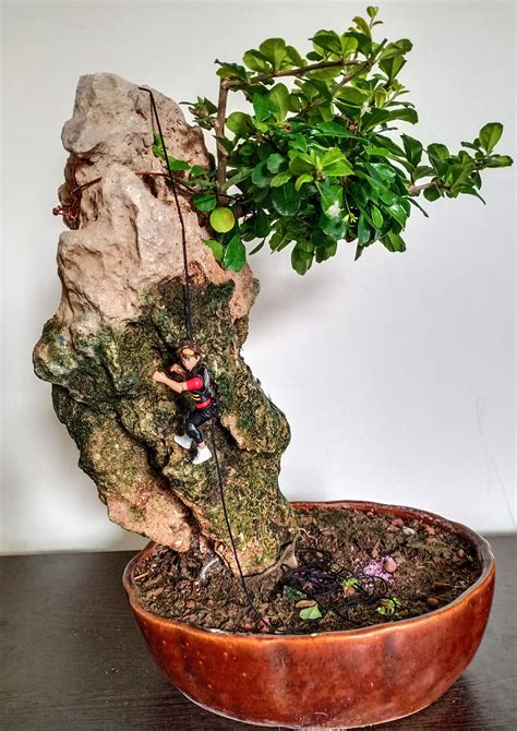 How To Grow A Bonsai On Rocks Bonsai On Rocks Pictures