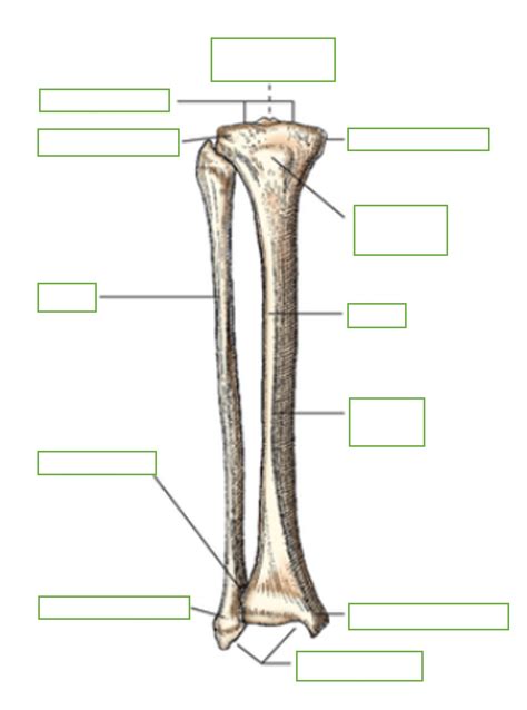 ANTERIOR TIB FIB Diagram Quizlet ANTERIOR TIB FIB Diagram Quizlet