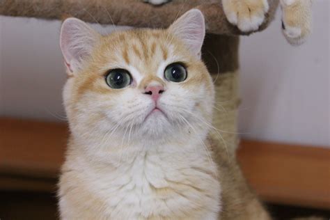 ลักษณะมาตฐานของแมวบริติชช็อตแฮร์ Cathouse Cattery