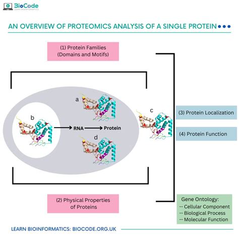 The Concept Of Proteome Analysis Is Defined As The Separation