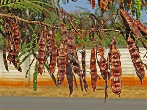 Acacia Angustissima