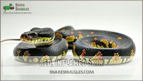 Ball Python Skin Problems 10 Signs And Fast Treatment Solutions