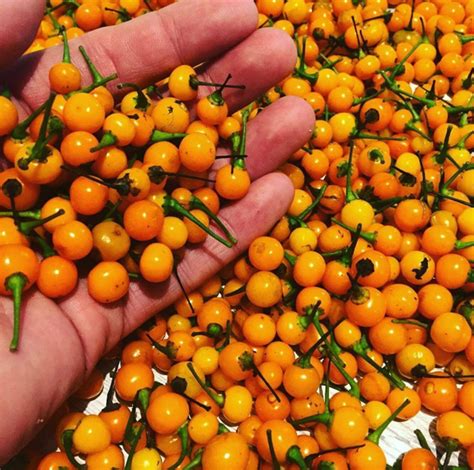 Перец острый Олимп Семена САМЫЕ ОСТРЫЕ ПЕРЦЫ МИРА-AJI CHARAPITA ...