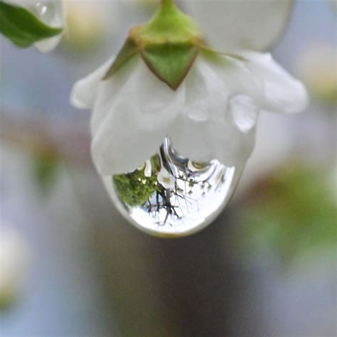 💧🌷水滴の中に花の写真を撮影しました☺ Photo And Hobby