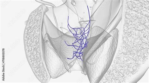 Vidéo Stock The Rectal Venous Plexus Or Hemorrhoidal Plexus Is The Venous Plexus Surrounding