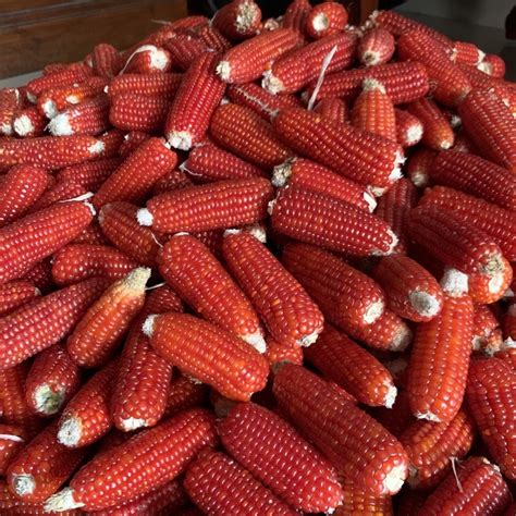Jual Jagung Kering Kecil Utuh Premium 100gr Jagung Hamster Mini Dried Corn Strawberry Corn