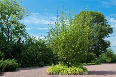 Types Of Willow Shrubs With Pictures Identification Guide