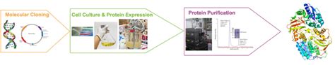Protein Expression Profacgen