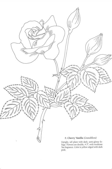 Rose 디자인 자료입니다~ Hand Embroidery Patterns Flowers Old School Rose Floral Watercolor
