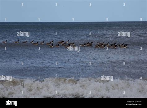 A Flock Of Canada Geese Bobbing Up And Down In The Sea At Seaham Beach