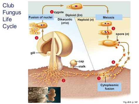 Club Fungi Life Cycle