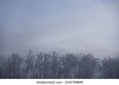 Trees Shedding Images Stock Photos Vectors Shutterstock