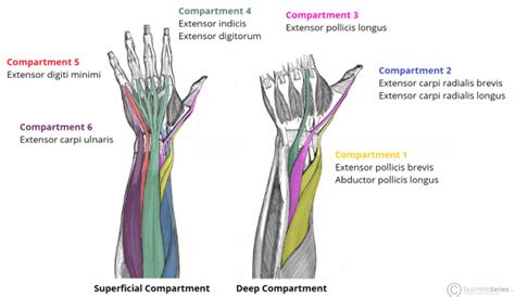 Flexor And Extensor Compartments Of Leg Rillychallenge