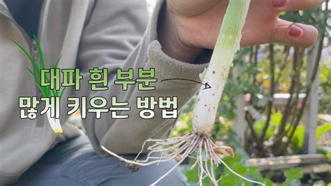 아직도 대파 이렇게 기르세요🤔 대파 특 A급으로 키우는 방법 Youtube