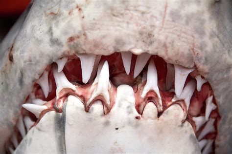 Great White Shark Teeth Rows