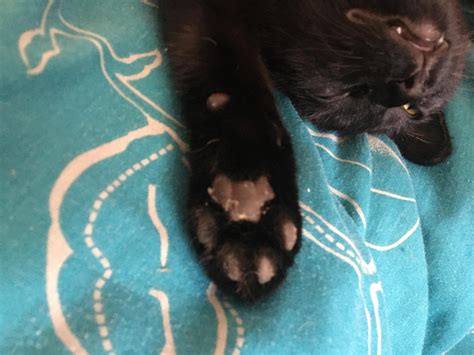 So Cute R Toebeans