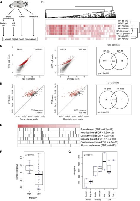 Digital Gene Expression Analysis Of Mouse Ctcs Download Scientific